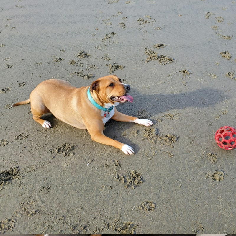 Panama City, FL Veterinary Jobs | Bay Animal Hospital